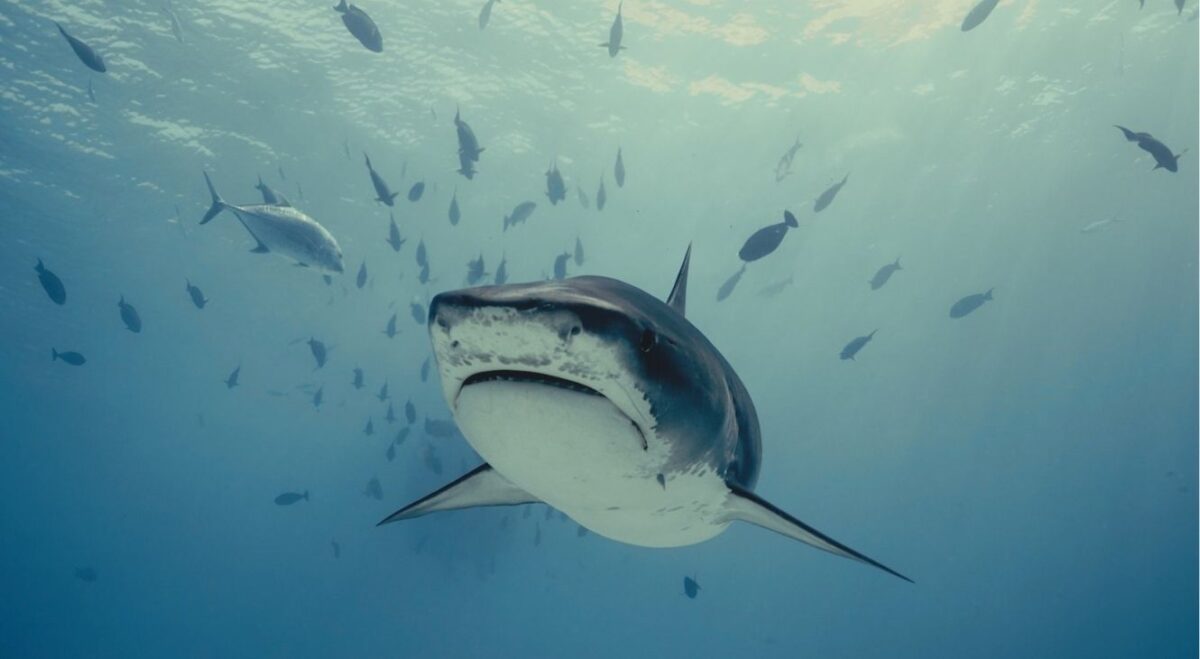 Dr. Megan Winton Dives Deep Into Data In Investigation Shark Attack